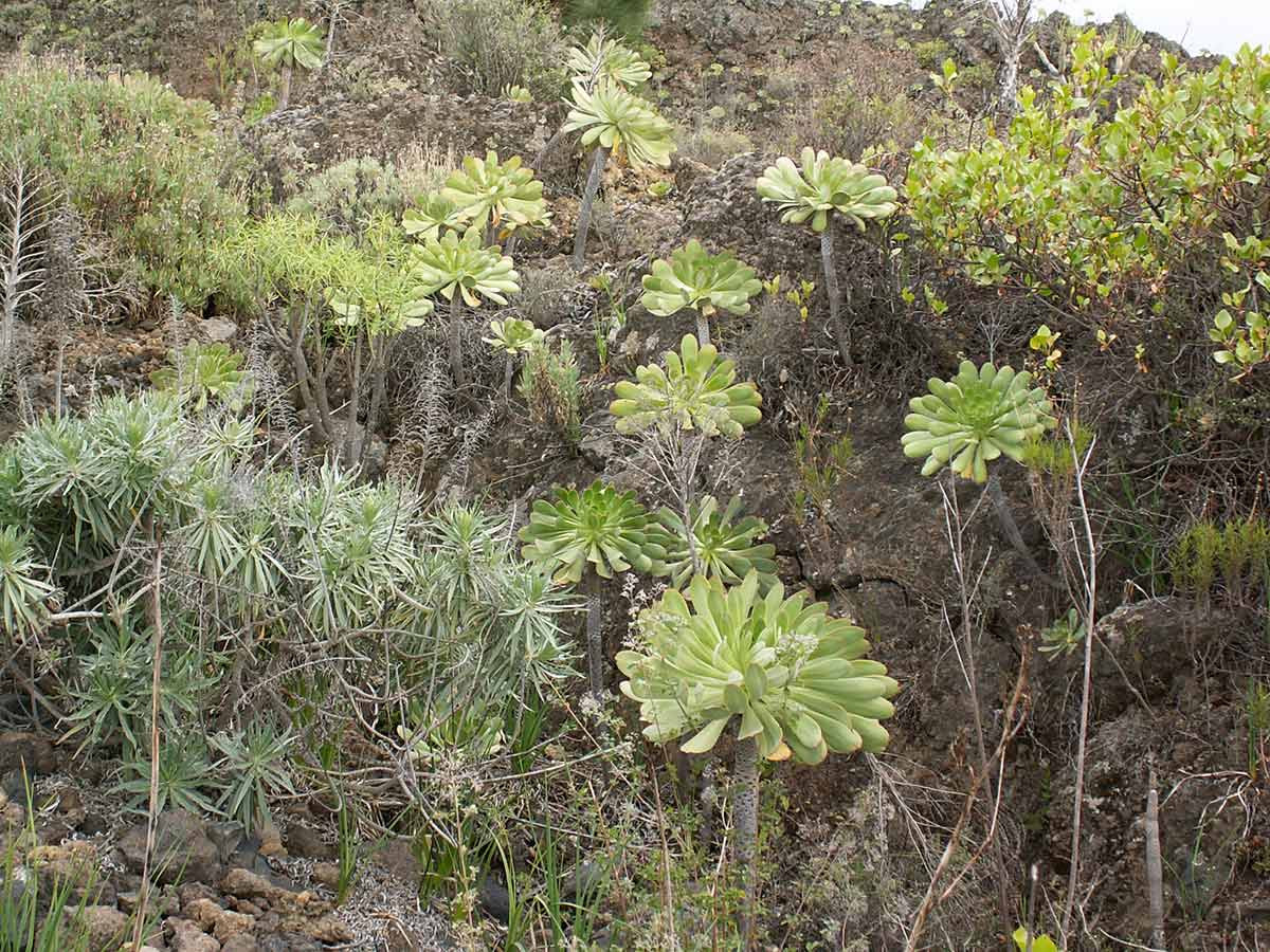 Classification de l'Aeonium Urbicum | Succulentes-database.fr