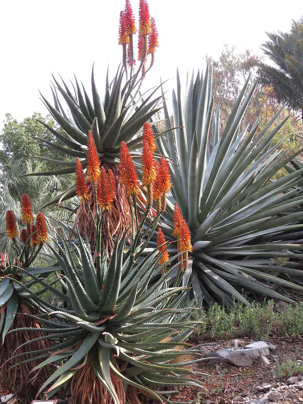 Aloe Ferox | Succulentes-database.fr