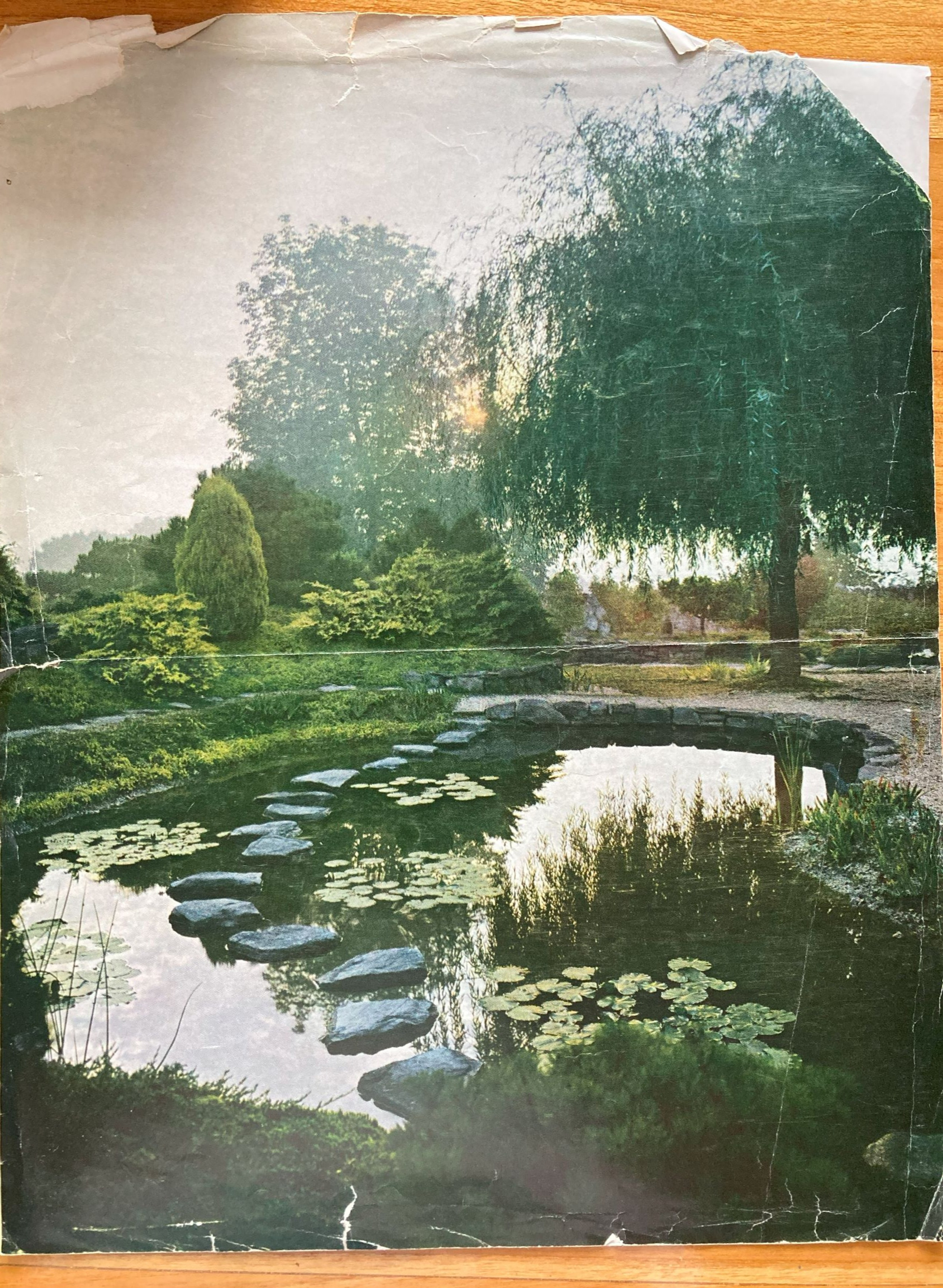 Aesthetic Pruning at the Hammond by Ralph Padilla | Hammond Museum & Japanese Stroll Garden