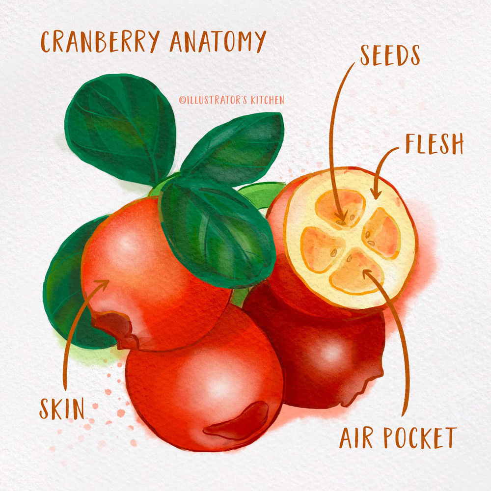 Know Your Ingredients Ep.3 Cranberry