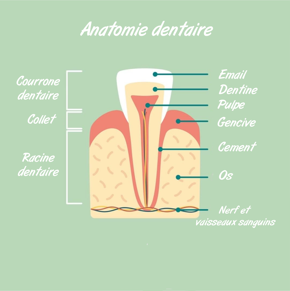 Orthodontie et Parodontie