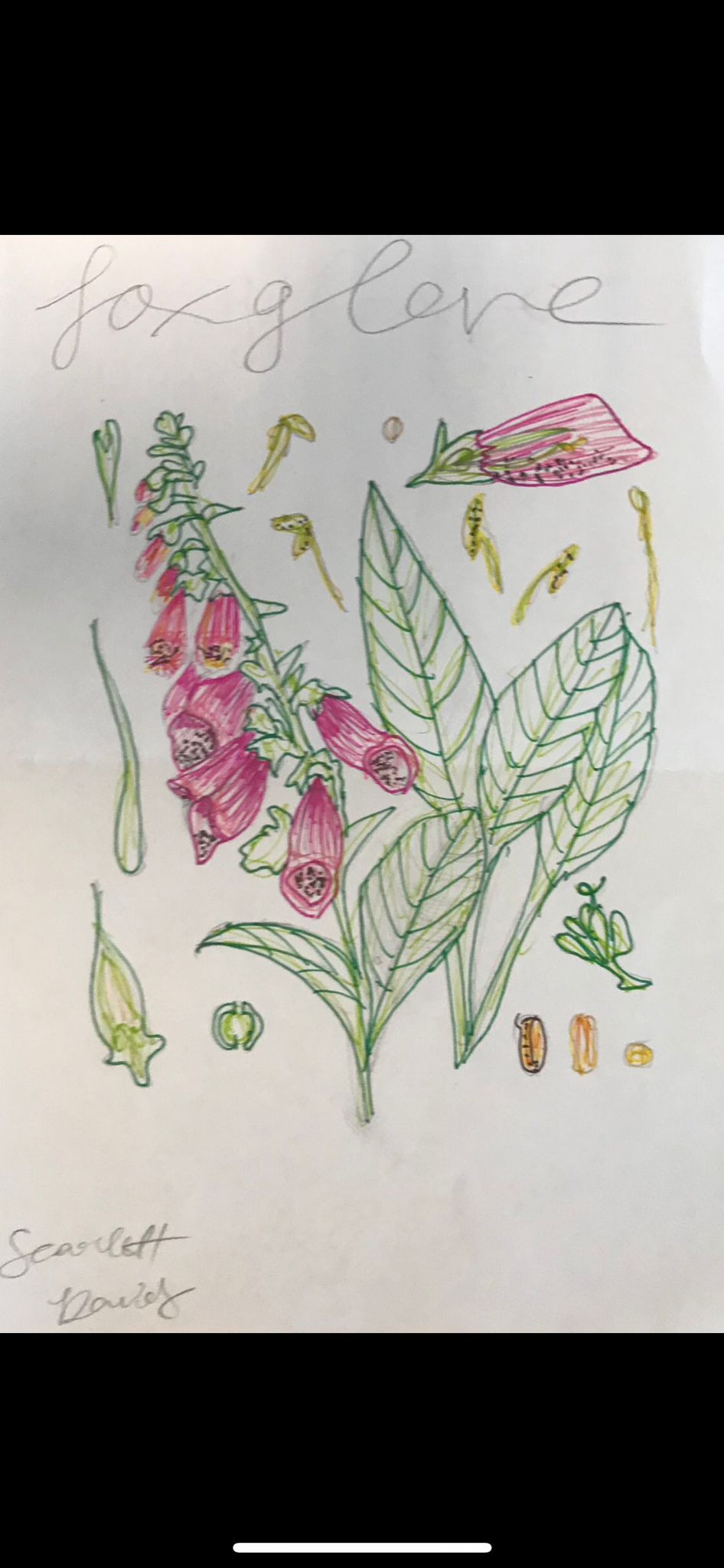 Botany Club Drawing Competition | Botany Club