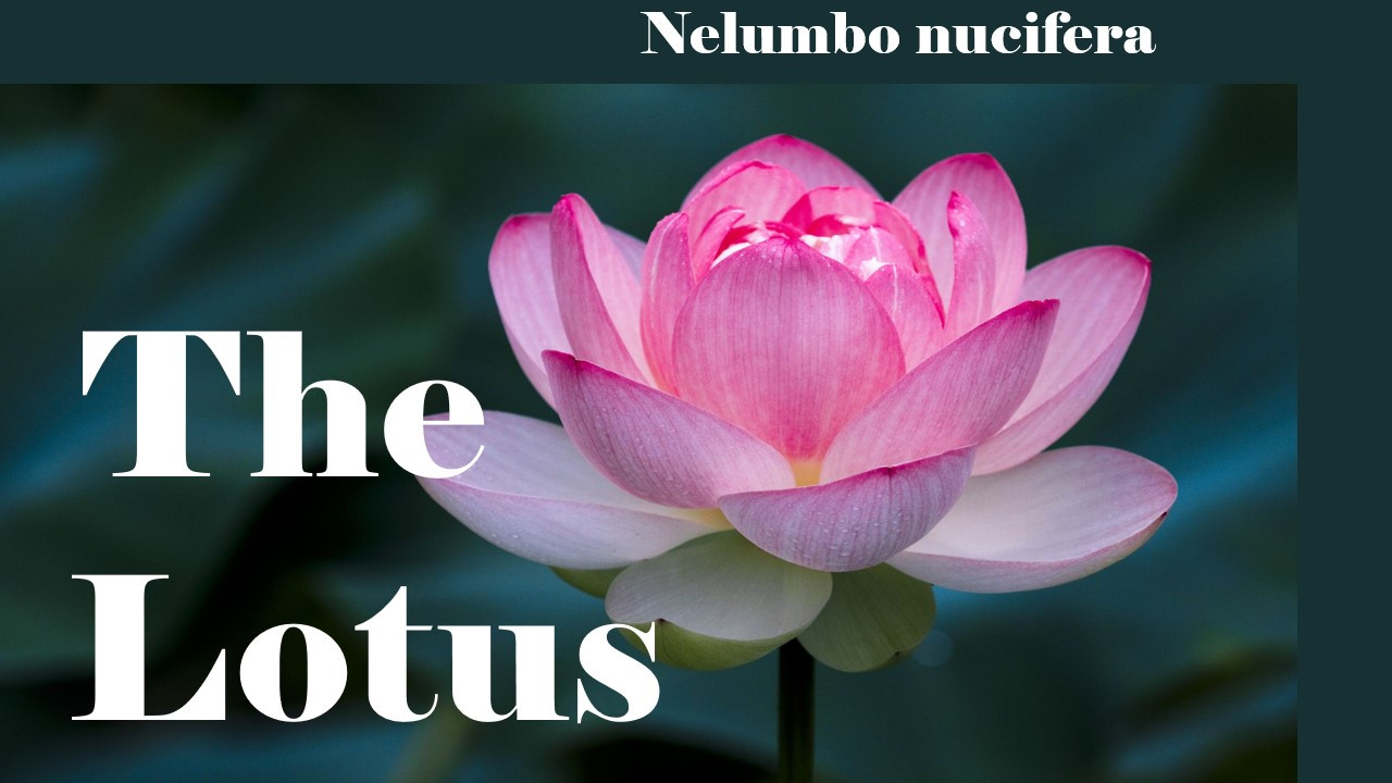 Lotus Flower | Botany Club