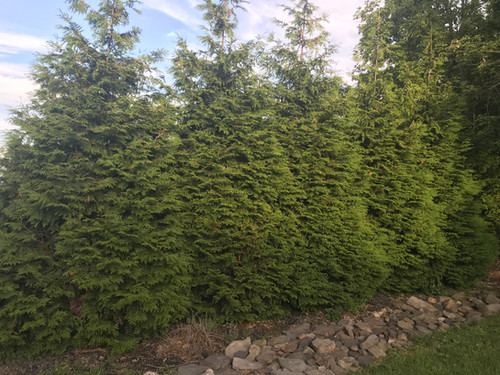 Green Giant Arborvitae (8-10 Feet Tall) | Palmetto Homestead S