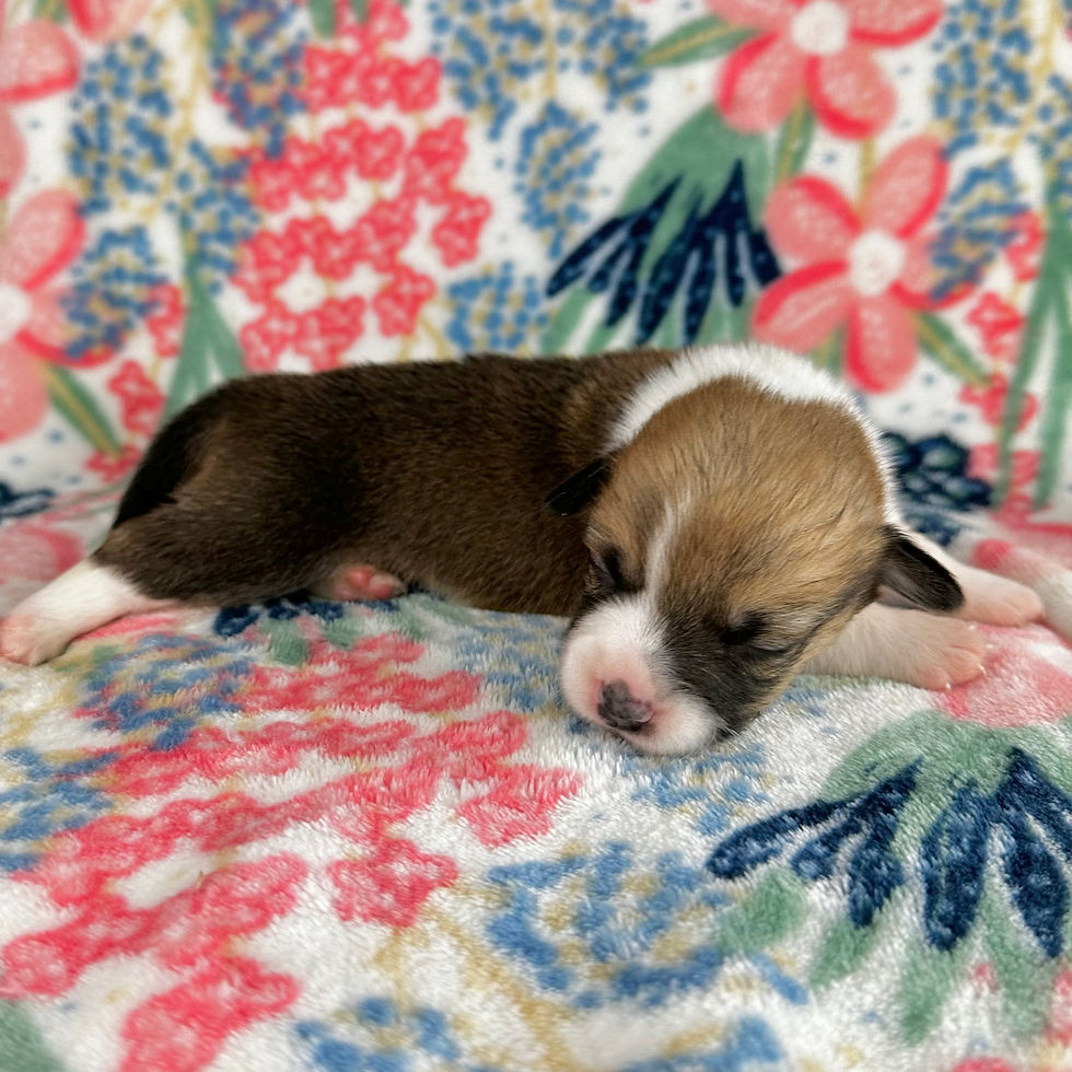 Piney Woods Corgis | corgi breeder | 345 Vail Lane, Waskom, TX, USA