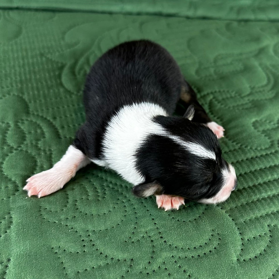 Piney Woods Corgis | corgi breeder | 345 Vail Lane, Waskom, TX, USA