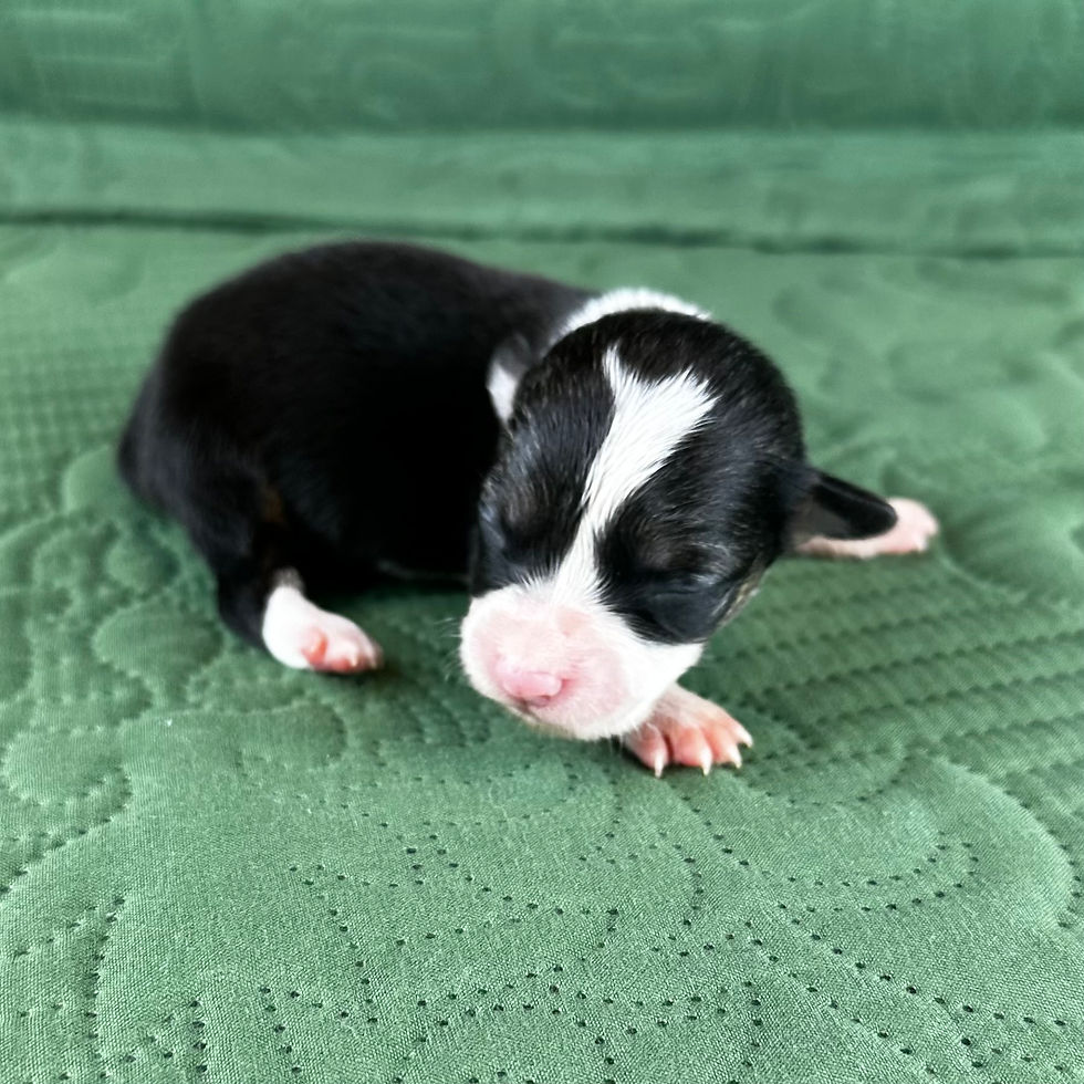 Piney Woods Corgis | corgi breeder | 345 Vail Lane, Waskom, TX, USA