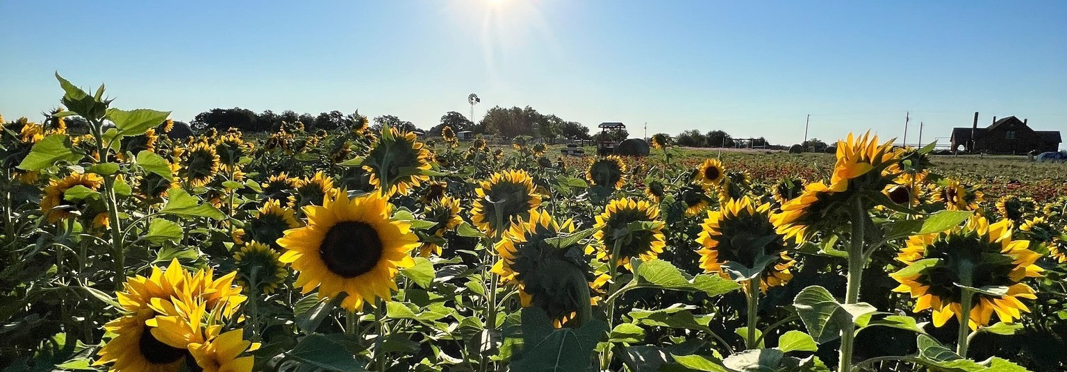 Rockberry Ranch | Pumpkin Patch, Fall Festival, and More in Poteet, TX