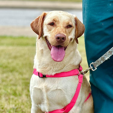 Adoptable dogs | Pawsitive Purpose