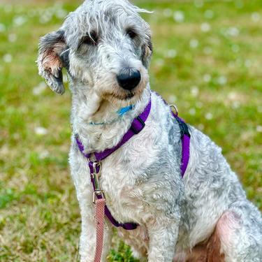 Adoptable dogs | Pawsitive Purpose