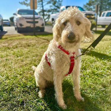 Adoptable dogs | Pawsitive Purpose