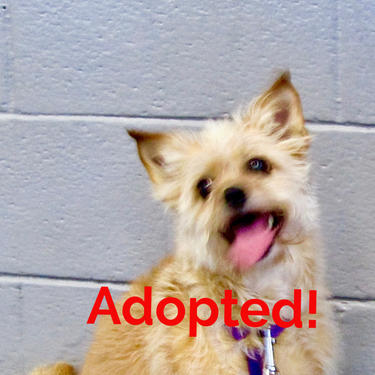 Adoptable dogs | Pawsitive Purpose