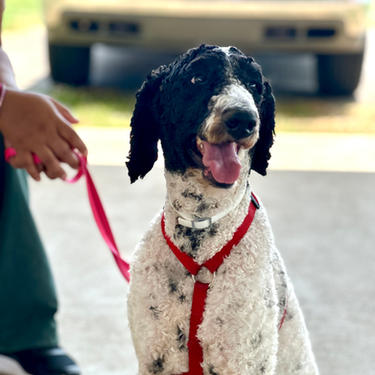 Adoptable dogs | Pawsitive Purpose