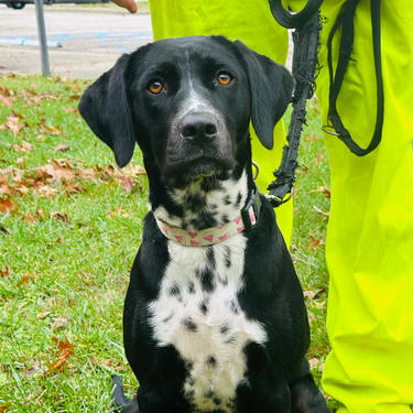 Adoptable dogs | Pawsitive Purpose