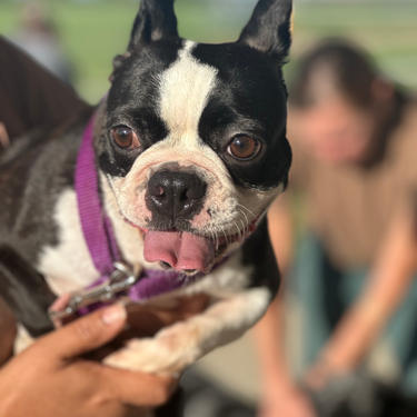 Adoptable dogs | Pawsitive Purpose