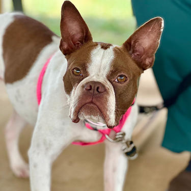 Adoptable dogs | Pawsitive Purpose