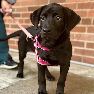 Adoptable dogs | Pawsitive Purpose