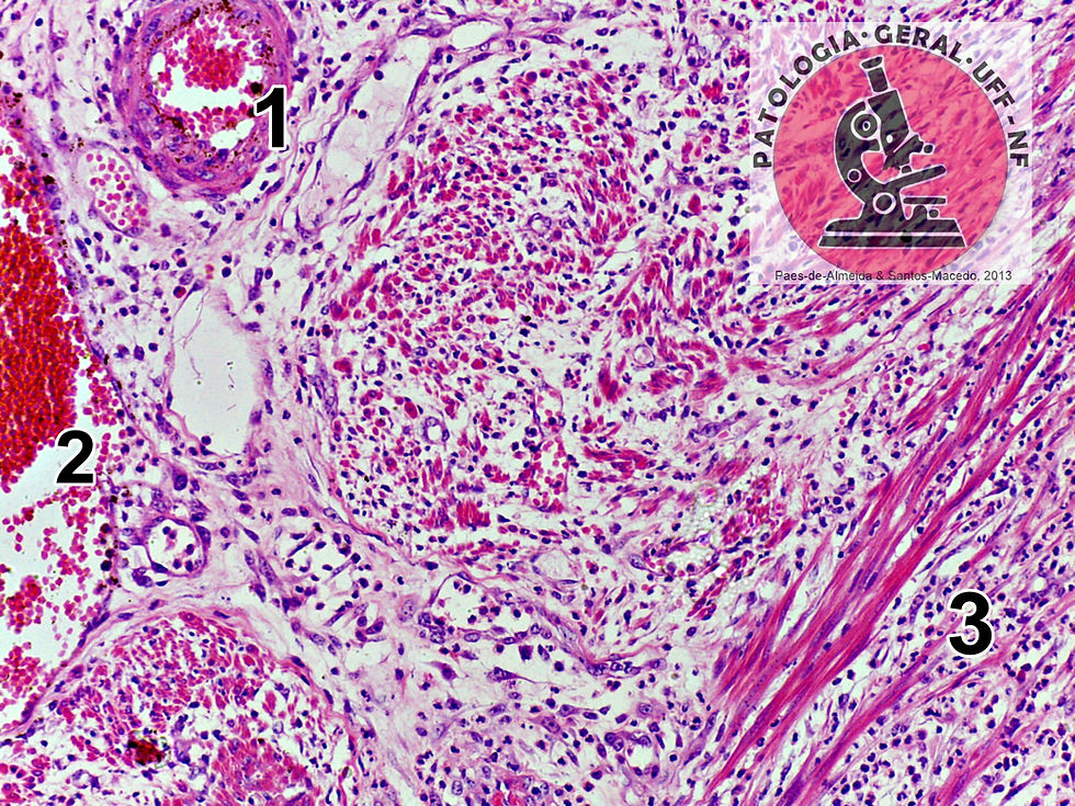 Fotos - microscopia | punfuff