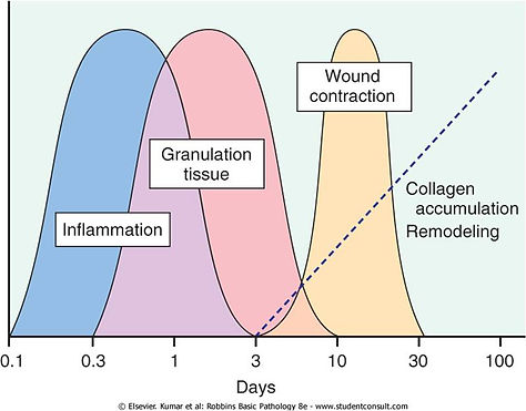 Repair and Healing | patologiageral