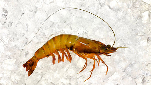 Wild-caught King Prawn | Seafu Home Page