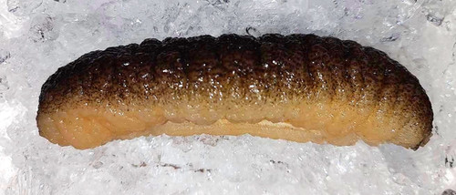 Wild-Sea Cucumber (秃参) | Seafu Home Page