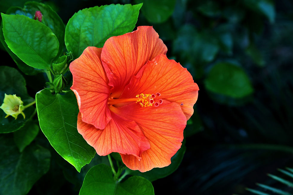 PLANTS ROSE WORLD | Rose Nursery Kharagpur