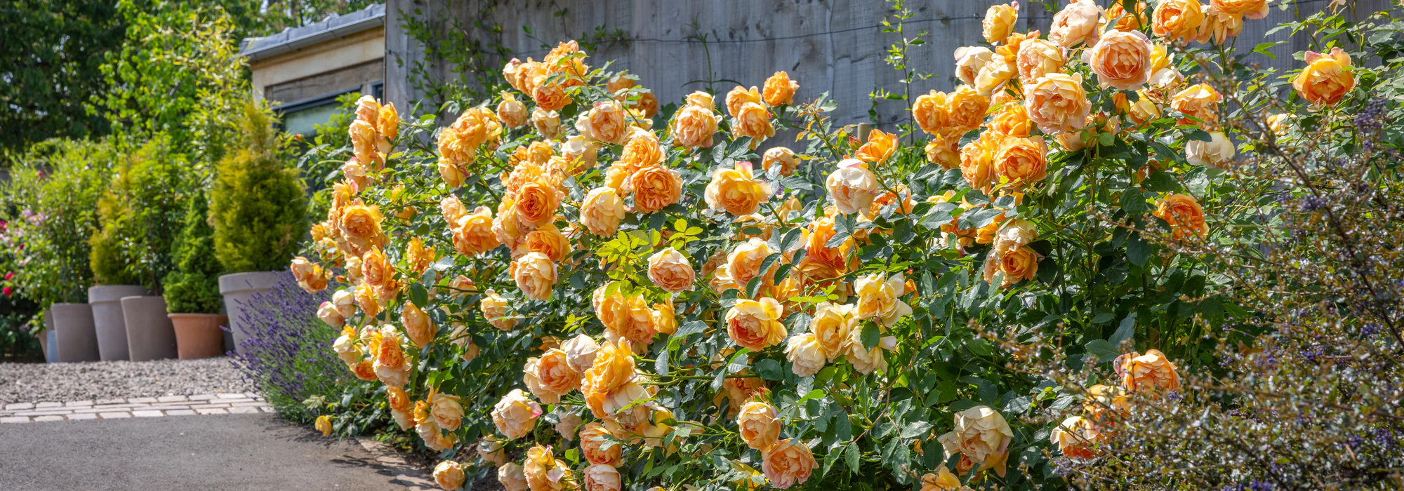 PLANTS ROSE WORLD | Rose Nursery Kharagpur