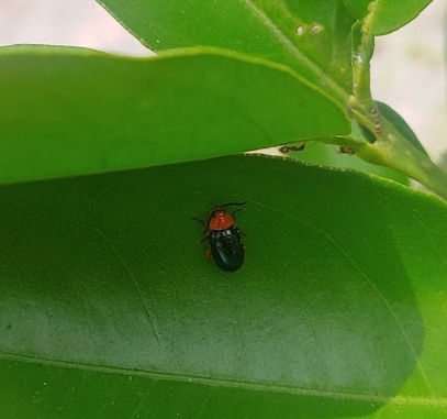 Friend or Foe? Shining Flea Beetle | Fruit of Labor
