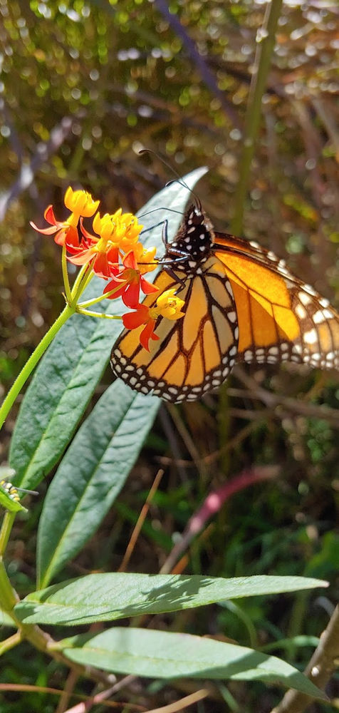 Tropical Milkweed Identification | Fruit of Labor