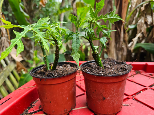 Perennial Edible Leafy Green Cnidoscolus aconitifolius Chaya Mexican ...