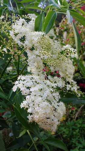 Sambucus nigra subsp. canadensis Florida Native Elderberry | Fruit of Labor