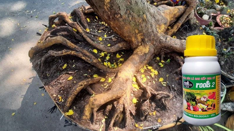 Thuốc Kích Rễ Roots 2 Mỹ Cho Mai Vàng | ICWM