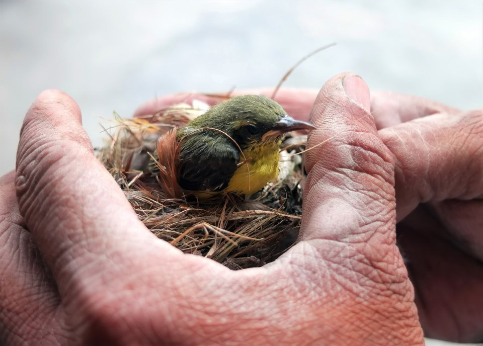 What To Do If You Find Injured Wildlife what-to-do-if-you-find-injured-wildlife