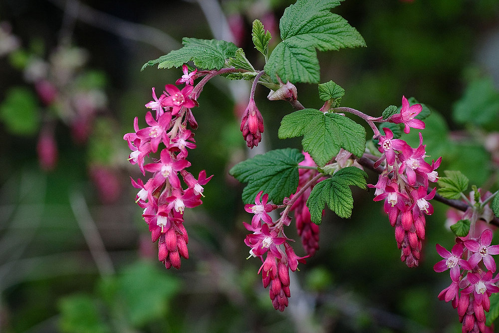 Red-flowering Currant (Ribes sanguineum) and Black Gooseberry (Ribes ...