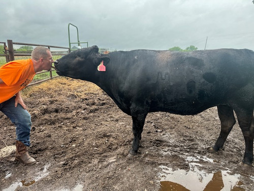 "FRANK" Beef Shares / $1,000 Deposit Only | Ryker Ranch