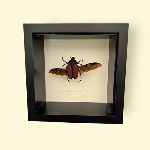 Parachilia Bufo Beetle (open) | Curio Frames