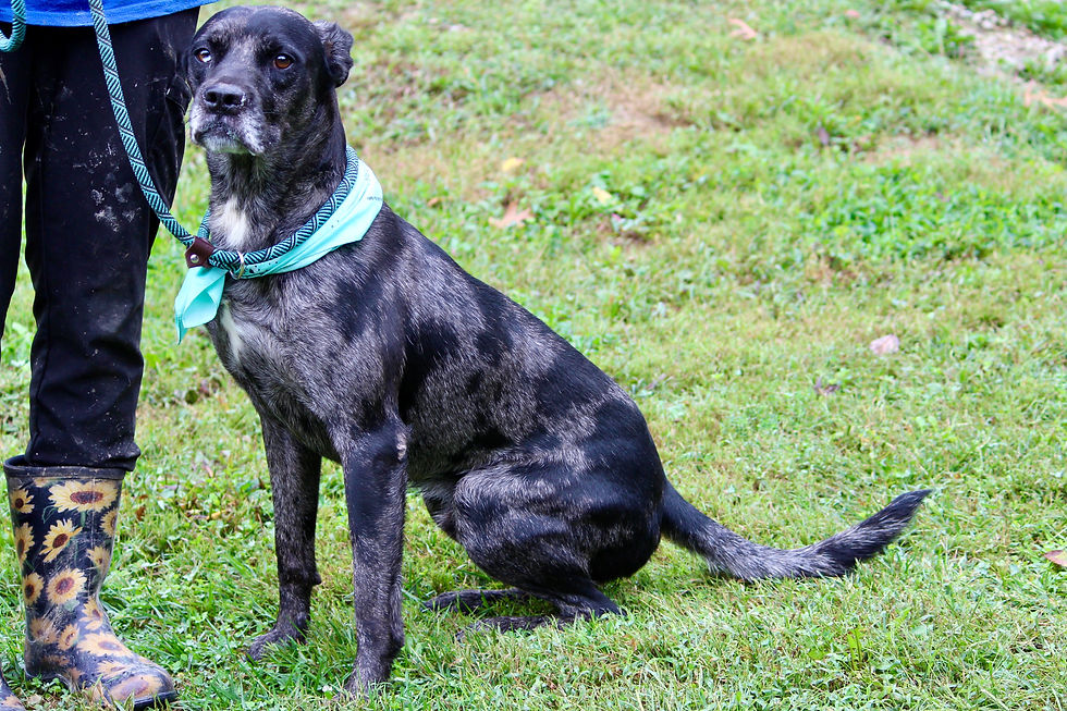 Home | CLAY CO HUMANE IN