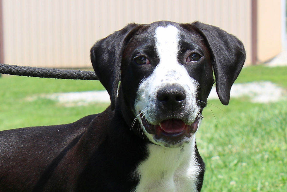 Home | CLAY CO HUMANE IN