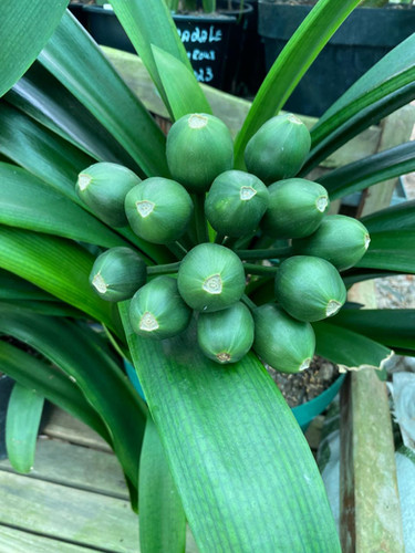 Black Magic x Black Magic | Amazing Clivias