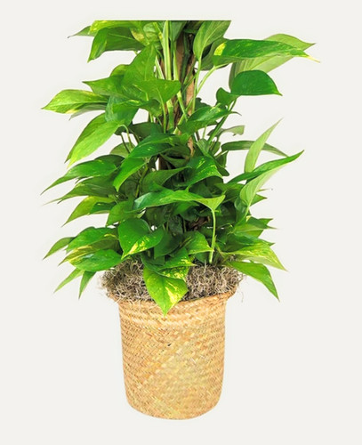 Potho Pole Plant | Blooming Fabulous