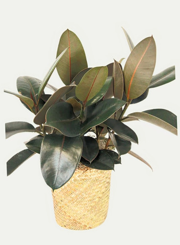 Rubber Plant | Blooming Fabulous