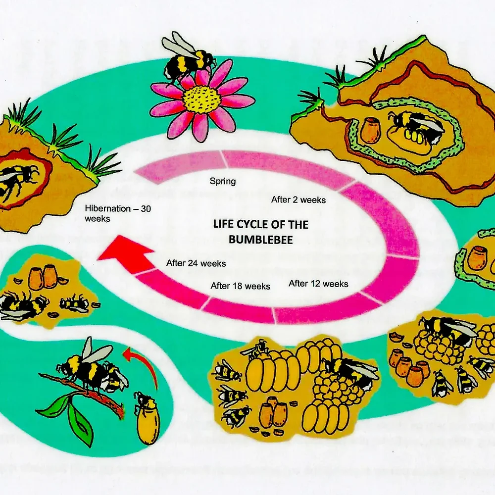 The Bumblebee life cycle