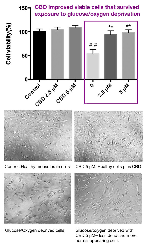 Research shows that CBD enhances mitochondrial function