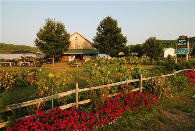 Beans & Greens Farm | Our Farm