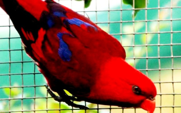 Bird Barter Bench | Thuringowa Bird Club