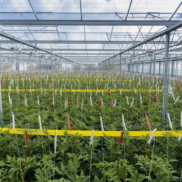 Grower Supply Sun Parlour Cannabis Grower Supply Ontario