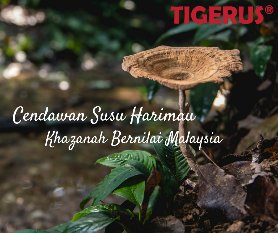 LiGNO™ | Advantages of TM02®