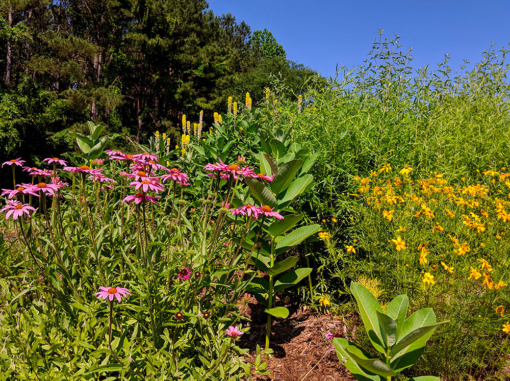 Pollinator-Friendly Plants