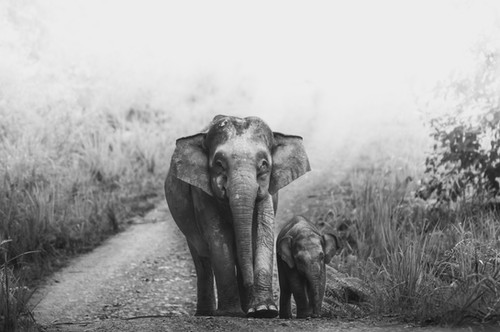 Borneo Pygmy Elephant with Baby | Terence Photography