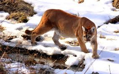 Opinion on why the mascot for Marie Curie 158 is a Cougar